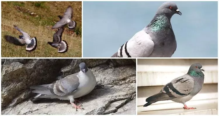 Yawancin pigeons