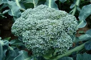 Die Gründe, warum Broccoli in Farbe gehen kann und was getan werden kann