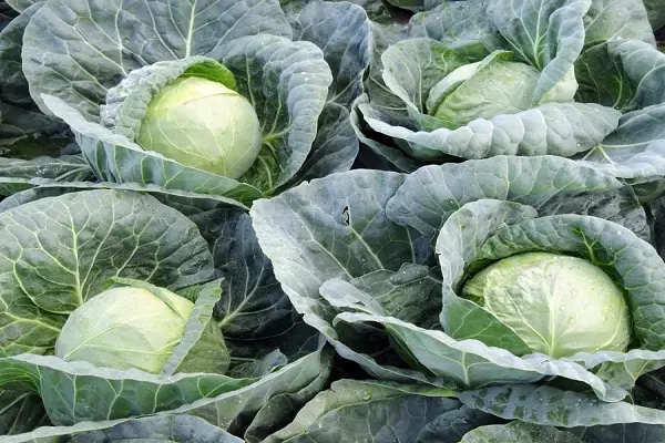 Saldrant Cabbage.