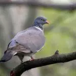 PRODING PIGEONS: शुरुआती लोगों के लिए घर पर सामग्री और देखभाल 7998_10