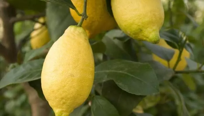 Lunario Lemon