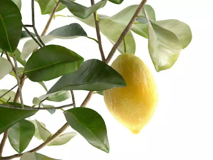 لیمو ګلیمیو