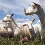 Pembiakan tiruan kambing: kebaikan dan keburukan, tarikh akhir dan peraturan 8014_7