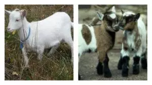 Во кое време козите растат за да се добие месо, возраст за кастрација деца
