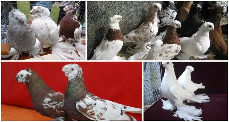 Uzbek pigeons