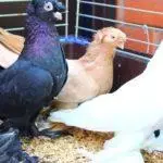 Uzbeški golobi: Opis pasme in značilnosti, vzreja in oskrba 8019_10