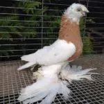 Pigeons Uzbek: descrición da raza e características, reprodución e coidado 8019_3
