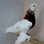 Pigeons Uzbek: descrición da raza e características, reprodución e coidado 8019_4