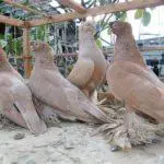 Uzbek Pigeons: Description of the breed and characteristics, breeding and care 8019_5