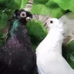 Uzbek Pigeons: Description of the breed and characteristics, breeding and care 8019_8