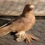 Pigeons Uzbek: descrición da raza e características, reprodución e coidado 8019_9