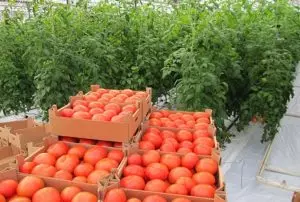 品種番茄夏季花園的特徵與描述