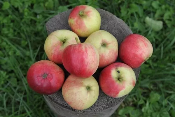 Apple Tree Aphrodite : 다양성, 정원사의 사진을 가진 정원사의 설명 및 특성