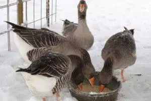 Que en casa en el invierno alimenta a los gansos, su contenido y su cuidado