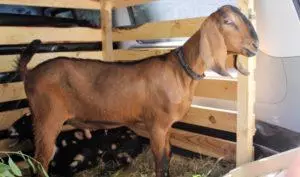 Descripció i característiques de les 5 millors races de carn de cabres, les regles del seu contingut
