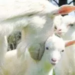 After the goat's octo, when you can drink milk: the timing, benefits and value of the colostrum 8033_3