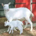 Après l'octo de la chèvre, lorsque vous pouvez boire du lait: le timing, les avantages et la valeur du colostrum 8033_5