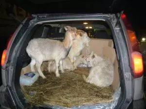 Méthodes de transport de chèvres dans une voiture de tourisme et des problèmes possibles