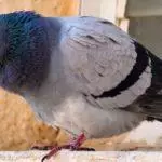 Salmonellos amin'ny pigeons: soritr'aretina sy fanafody ho an'ny fitsaboana, fisorohana 8043_1