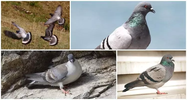 Beaucoup de pigeons