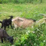Toggenburg Goat: תיאור ומאפיינים של גזע, כללי תוכן 8056_7
