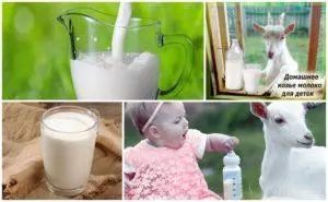 Les avantages et le mal du lait de chèvre pour le corps, la composition chimique et la manière de choisir