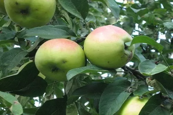 Popis a charakteristika jabloňového stromu Veshamian Michurinskaya, regiony distribuce a zahradníků