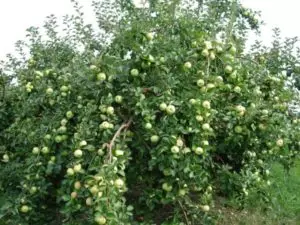 Kuros reģionos ir labāk augt krūms Apple Tree no Croche šķirnes, aprakstu un atsauksmes par dārzniekiem