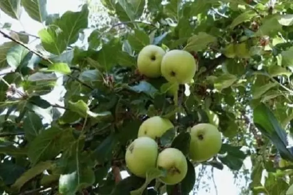 Kuvaus ja ominaispiirteet Apple Tree VeshaMian Michurinskaya, jakelualueiden ja puutarhurien alueet