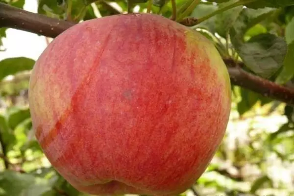 Beskrywing en eienskappe van die Apple Tree Veshamian Michurinskaya, streke van verspreiding en tuiniers