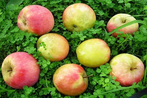 شرح و ویژگی های درخت سیب Veshamian Michurinskaya، مناطق توزیع و باغبان