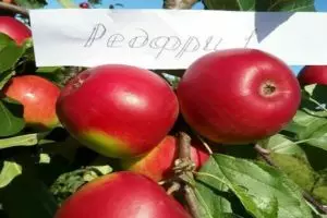Apraksts Apple Code Red Free Fri, priekšrocības un trūkumi, labvēlīgi reģioni audzēšanai