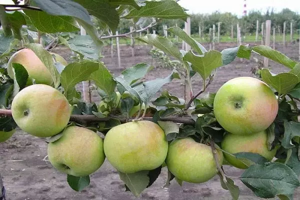 Beschreiwung an Charakteristike vun der Apple Bam Veshamian Michuinskaya, Regiounen vun der Verdeelungs- a Gardpréner