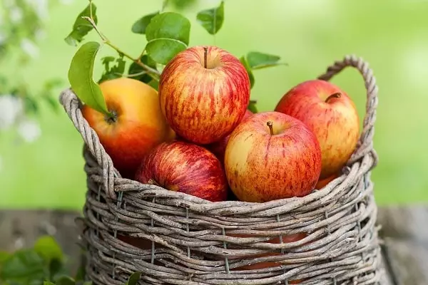 Penerangan dan ciri-ciri pokok Apple Veshamian Michurinskaya, wilayah pengedaran dan tukang kebun