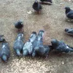 Est-il possible des pigeons de Pshele: les avantages et le mal de cet aliment, comment donner 8079_5
