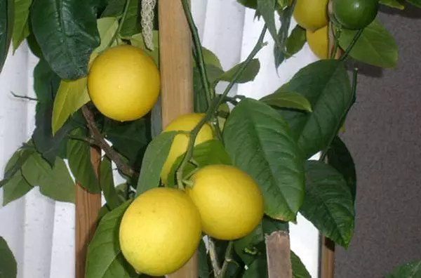 Citron meira