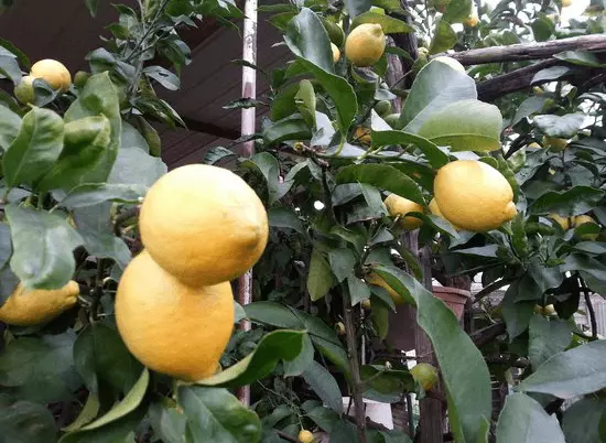 Citron meira