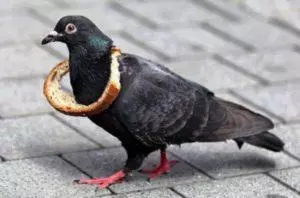 ¿É posible alimentar pombas con pan branco ou negro, beneficio e dano)