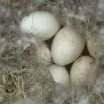 Kuinka istuttaa gusk munien vapaaehtoisesti ja väkisin, mahdolliset ongelmat 811_6