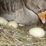 Kuinka istuttaa gusk munien vapaaehtoisesti ja väkisin, mahdolliset ongelmat 811_7