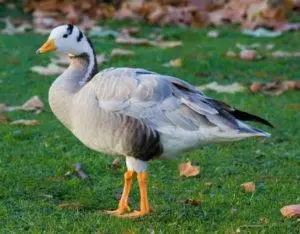 Deskripsi saka 10 spesies geese liar lan habitat, status lan mungsuh mungsuh