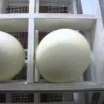 Inkubátor az Ostrich számára: Válassza ki a készüléket és a módokat táblázatokat, gyakori hibákat 8128_1