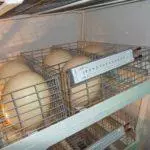 Inkubátor az Ostrich számára: Válassza ki a készüléket és a módokat táblázatokat, gyakori hibákat 8128_7