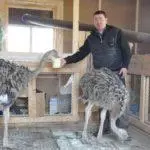 Inkubátor az Ostrich számára: Válassza ki a készüléket és a módokat táblázatokat, gyakori hibákat 8128_8