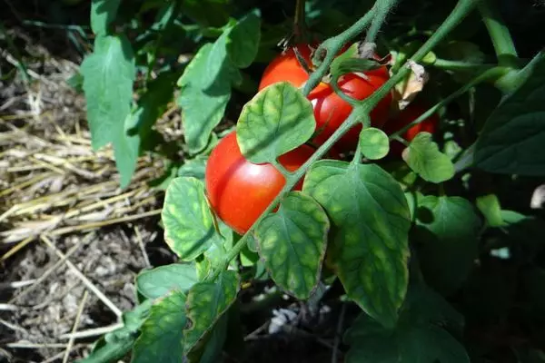 Pomidor Sachalin.