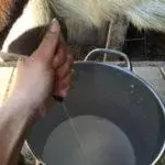 У кози після окоту мало молока: що робити і в чому причина, методи збільшення 8141_4