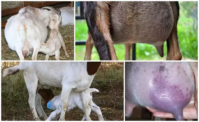Hvad skal man gøre med en lille mængde mælk ved geden efter en fanget og hvordan man forstørres