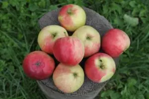 Opis, karakteristike i regije stabla jabuke širenja afrodita
