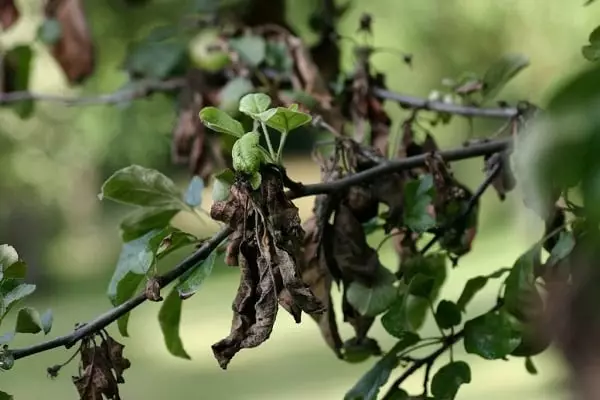 Plant trunks