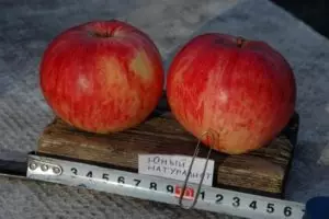 Beskrywing van die appelboom-jong natuurkundige en verbouingsgebiede, geskiedenis van seleksie